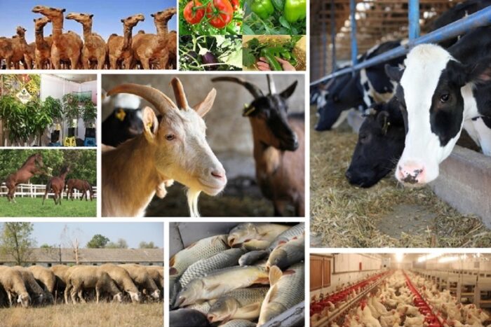 Al Safwa Supply Company for Agricultural Development